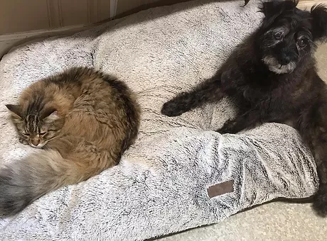 Services - Clinton Animal Hospital